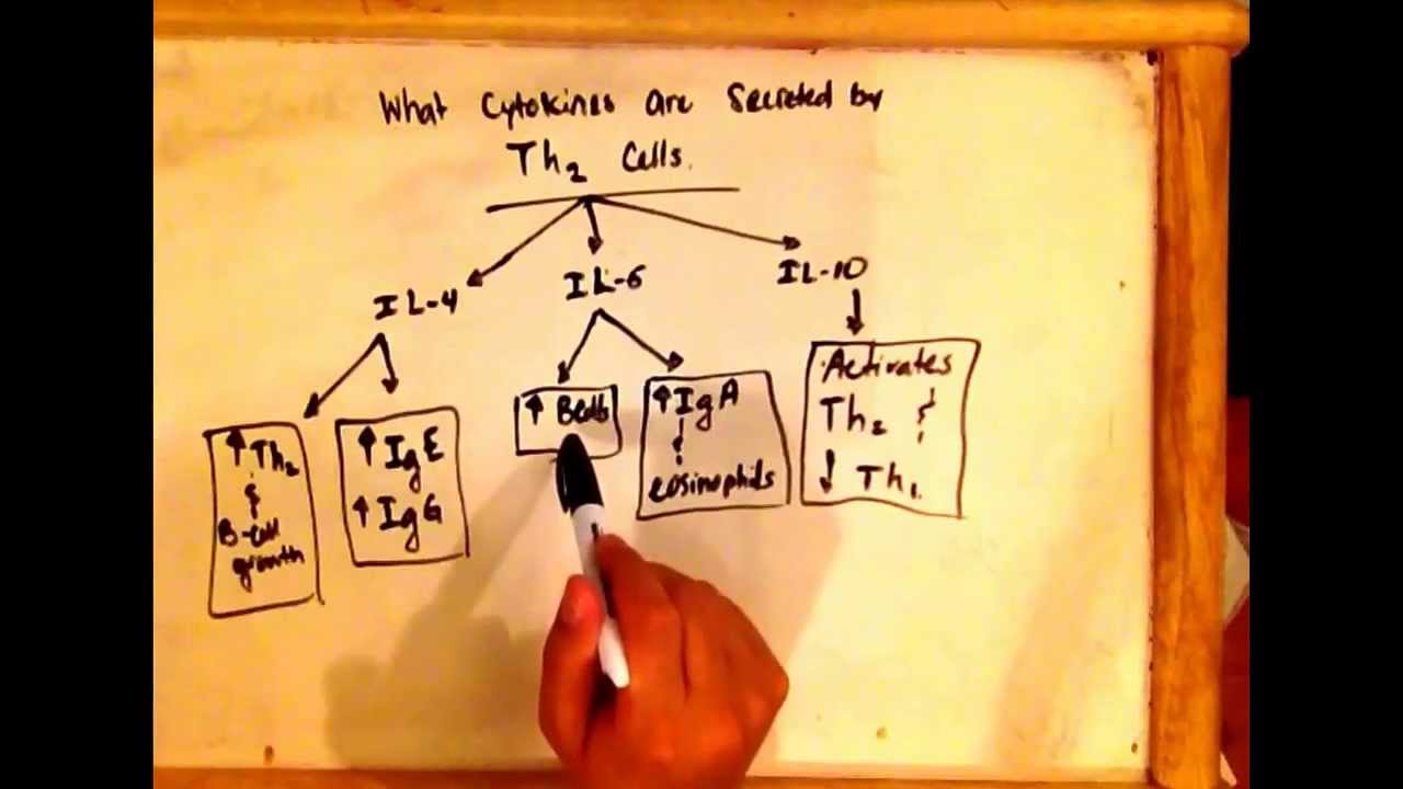 What are the cytokines secreted by Th2 (T-helper 2) cells - YouTube