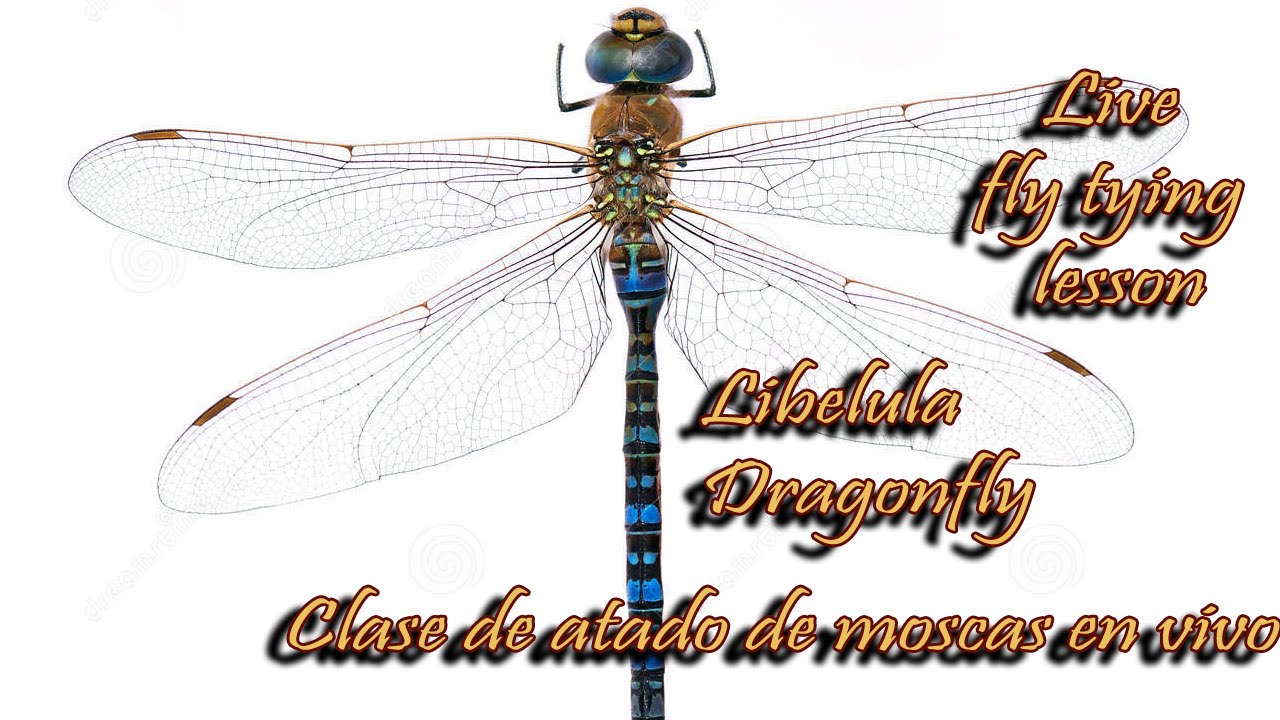 Adult Dragonfly - Live fly tying lesson by Ruben Martin - YouTube