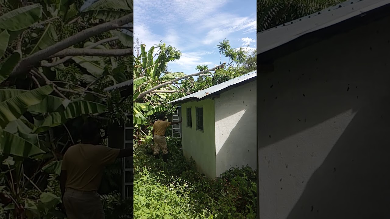 Bersih Pokok Sentang 1 - YouTube