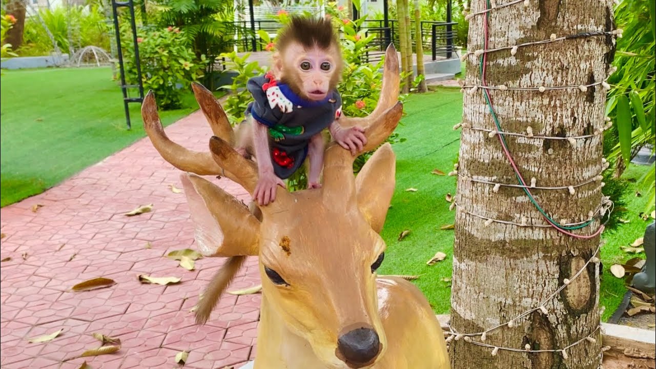 Baby monkey PiPi drinking milk and playing park playground - YouTube