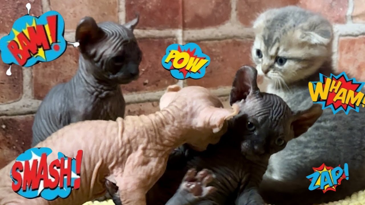 Friday Night Cat Fight: Crazy Kittens! - YouTube