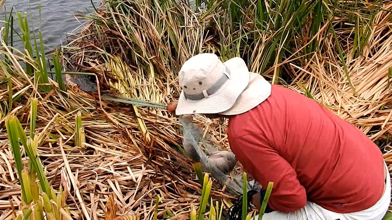 Pescador lanza su Tarraya y es BENDECIDO con una Sorpresa Increíble en ...