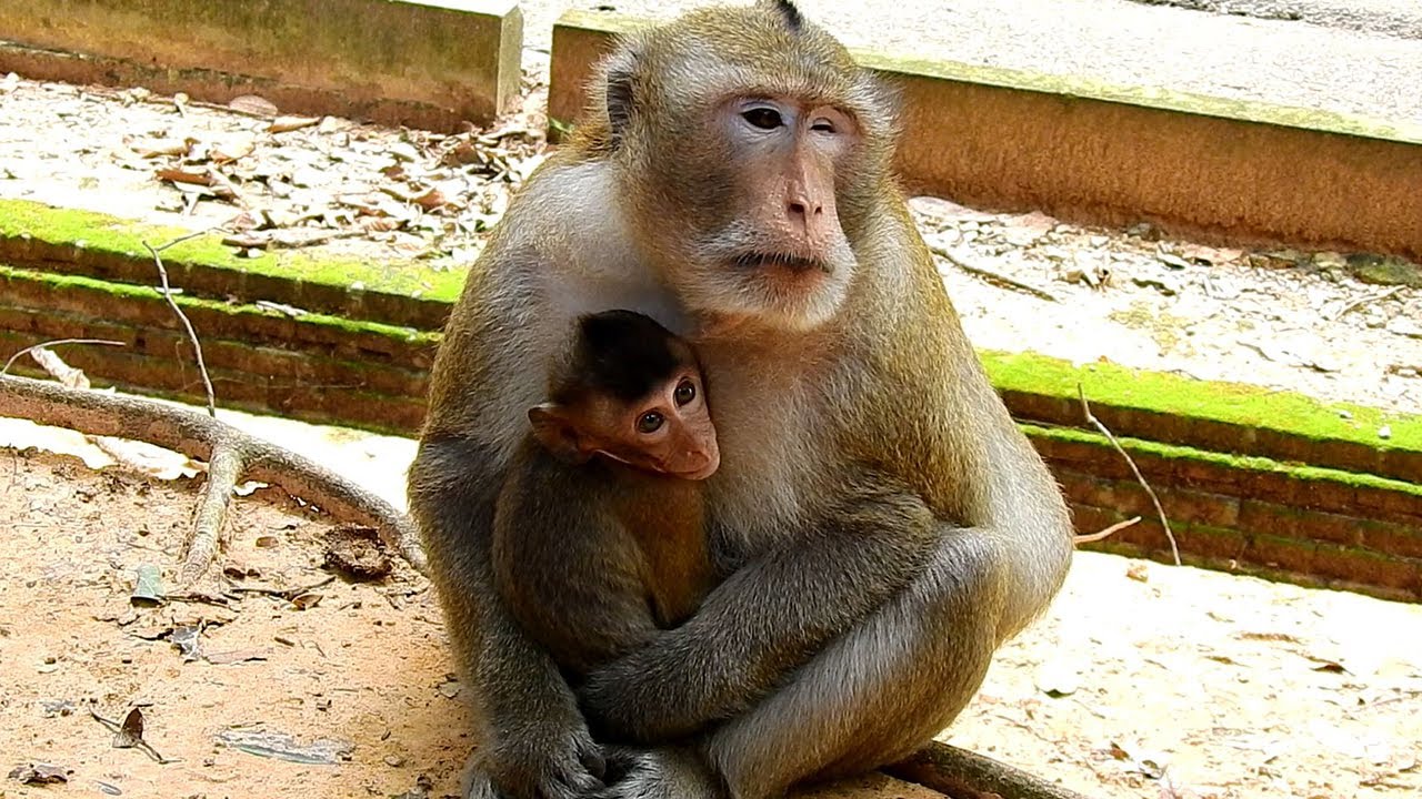 The most loving daddy monkey - Hug son so sweet - YouTube
