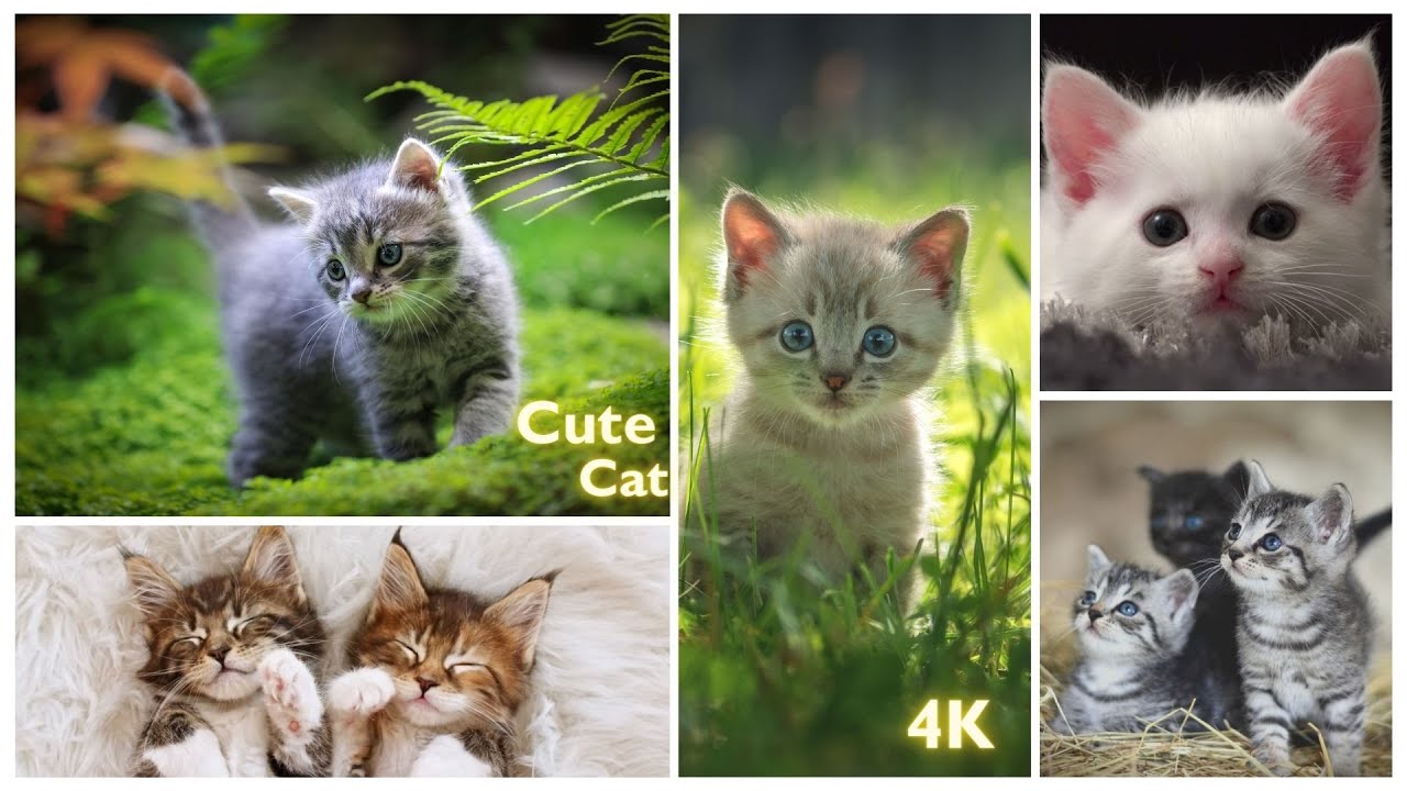 4K Kitty Parade: Adorable Cats in Ultra HD - YouTube
