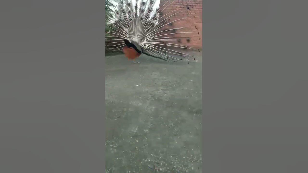 Beautiful Peacock Dance Youtube