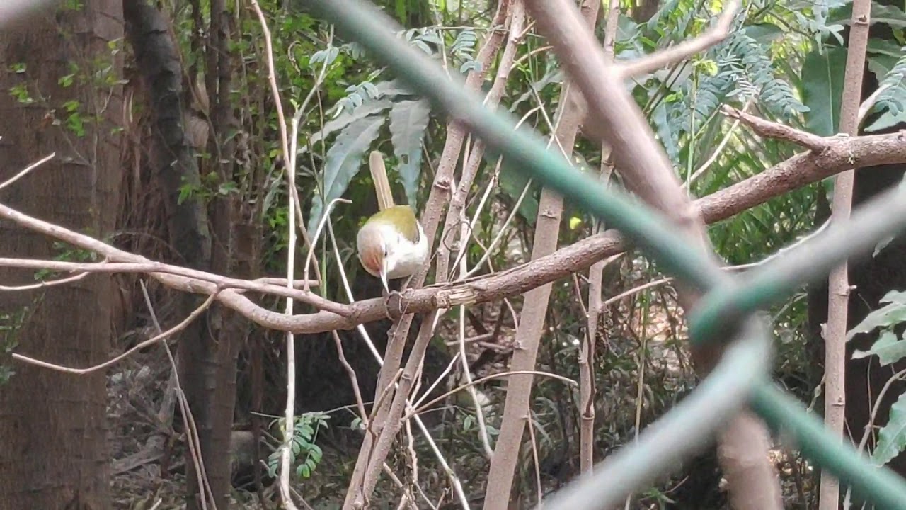 2 BIG BIRDS, A SMALL BIRD AND A CREATURE WITH FOUR LEGS AND A TAIL ...