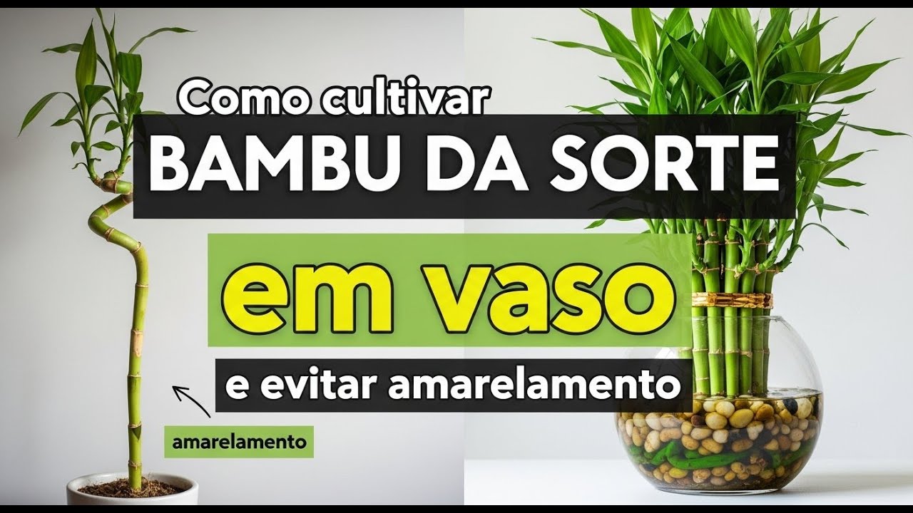 Como cultivar BAMBU DA SORTE em vaso e evitar amarelamento - YouTube