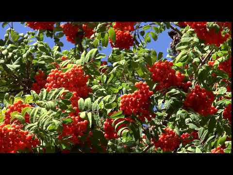 Berry Rowan Plant Clusters Of video background