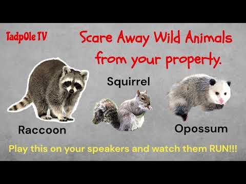 Scare Away Wild Animals From Your Property ANNOYING LOUD SOUNDS - YouTube