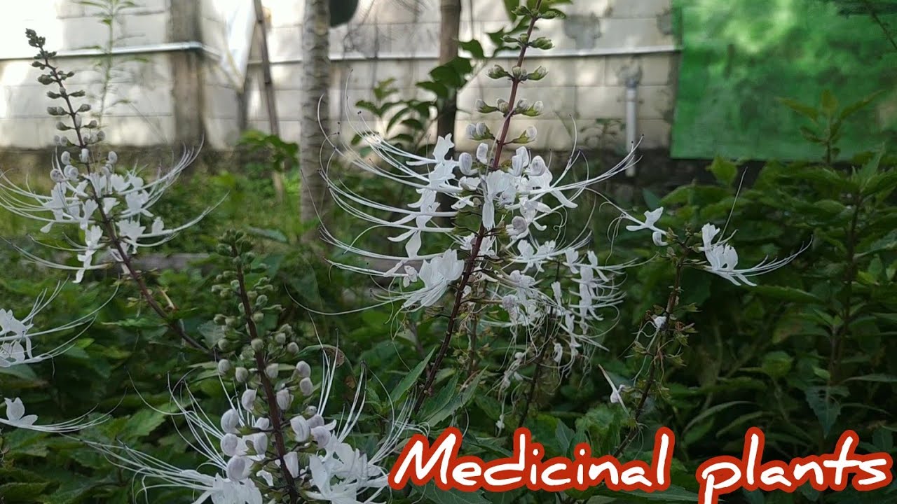 Cat Whiskers / Java tea / Kidney Tea Plant ( Orthosiphon Aristatus ...