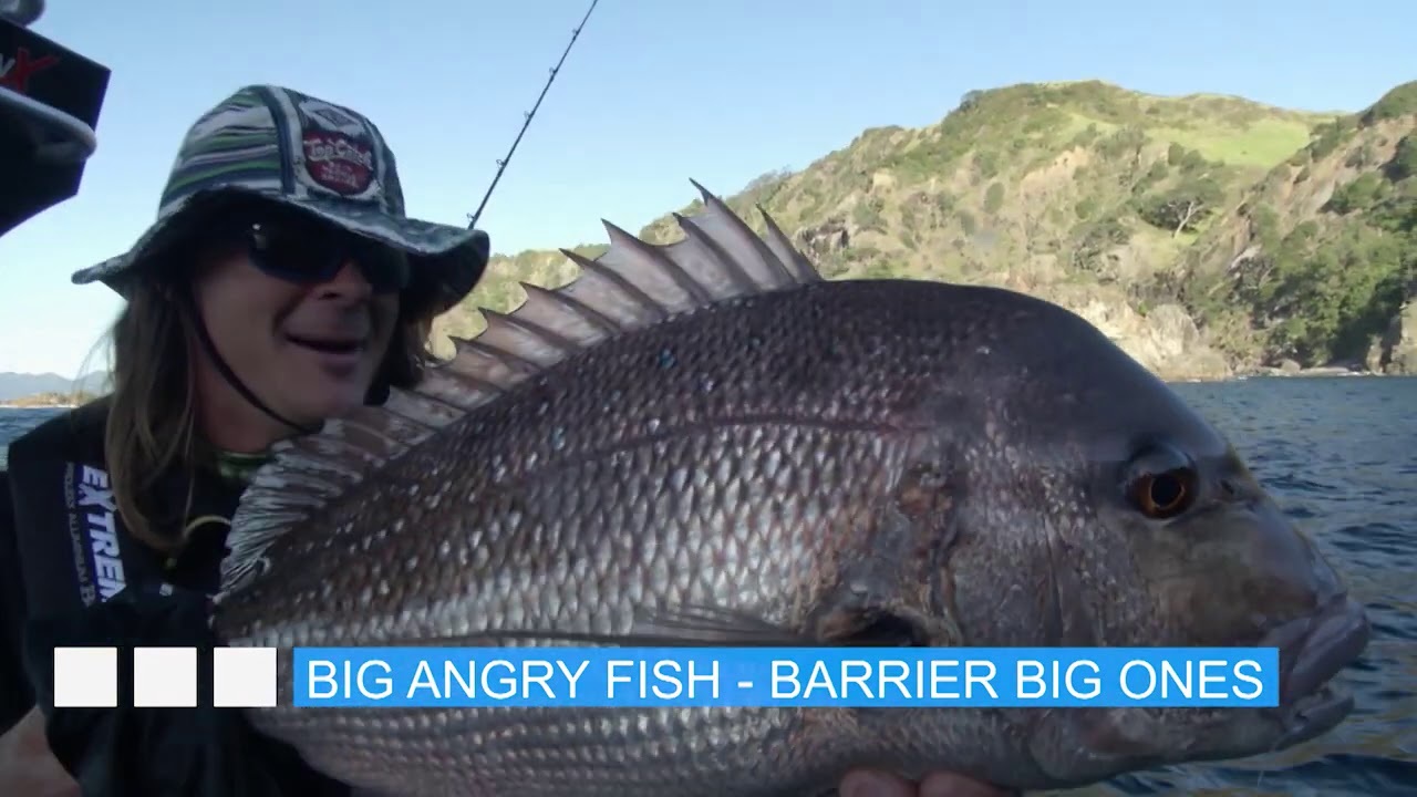 Big Angry Fish – A Nagy-korallzátony - YouTube