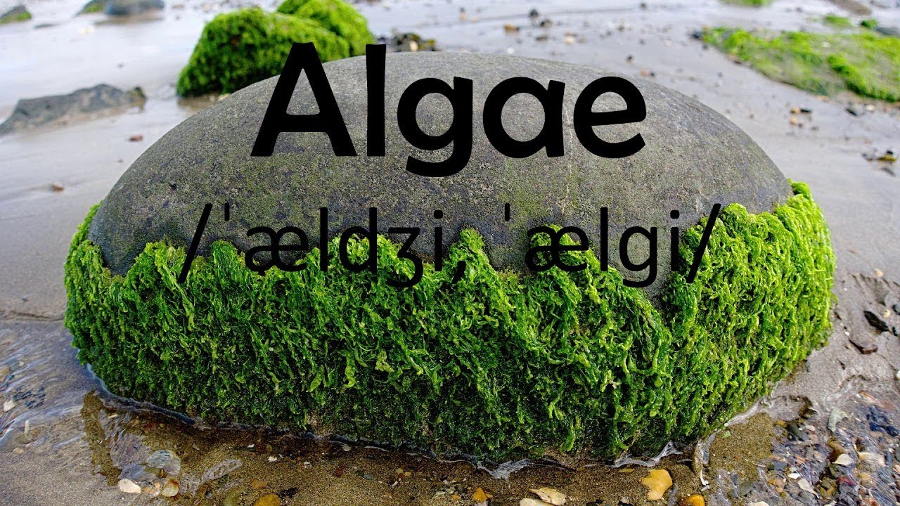 Super tuff Algae today, how I deal with 4-year-old Algae, #howto # ...