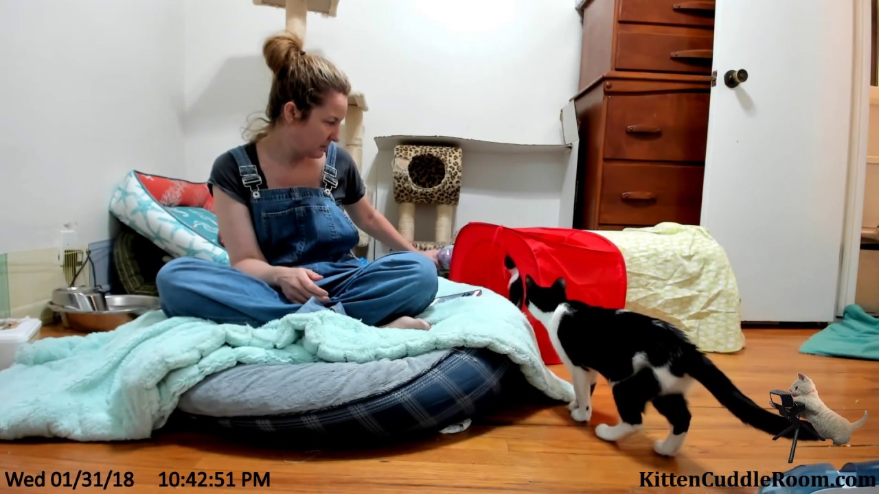 Foster Mom Sarah visits the kittens for cuddles & playtime - YouTube