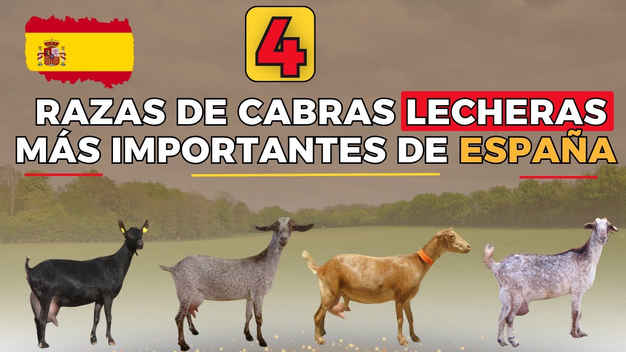 Las 4 mejores razas de cabras lecheras más importantes de España. - YouTube