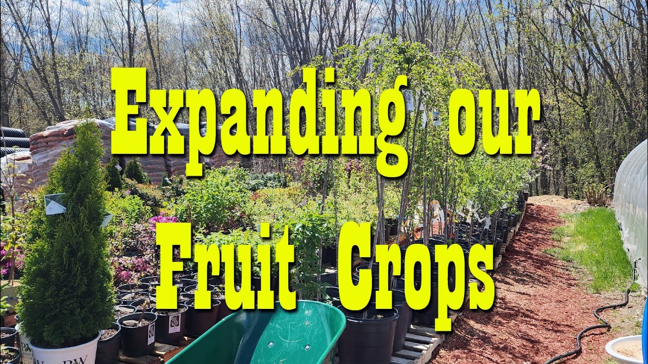Shopping at the Farm store for Fruit Trees & Bushes ~ Grow your own ...