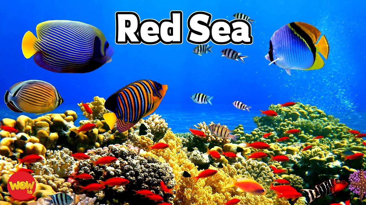Listen, See and Think: Episode 763 (Red Sea) - YouTube