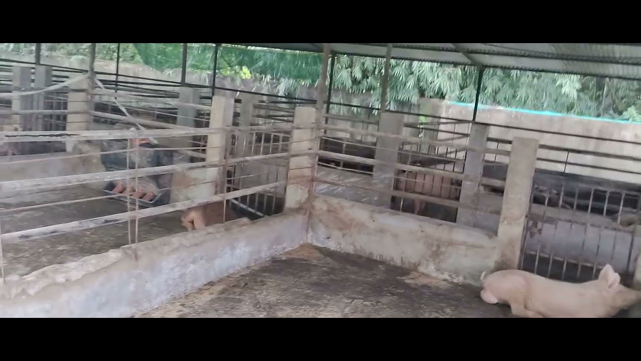 Assam Pig farm - YouTube