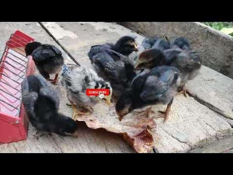 me nyuam qaib pakeo thiab phab mab - YouTube