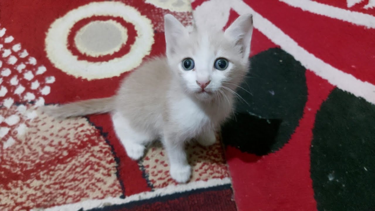 The sound of the little cat, meow meow, is very beautiful - YouTube