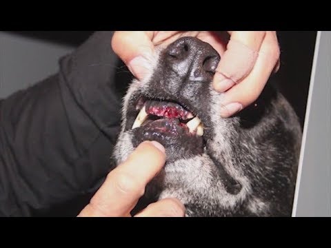 Do Police Dogs Have Titanium Teeth