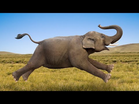 Strange Animals of Amazon Jungle|Amazon jungle ki kuchh anokha janwar ...