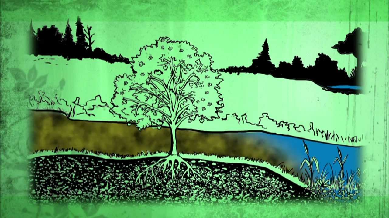 Wetlands in The Water Cycle - YouTube