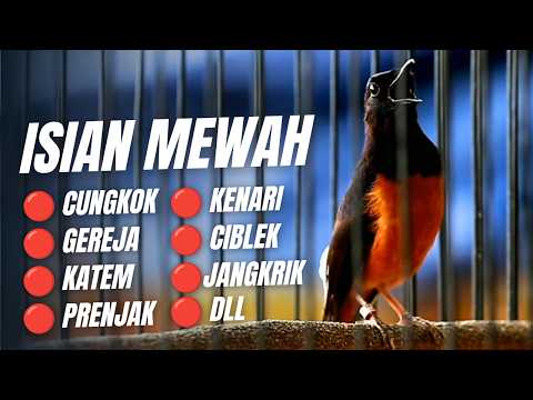 MURAI BATU GACOR FULL ISIAN TEMBAKAN MEWAH SANGAT AMPUH MELATIH MURAI BATU EMOSI BONGKAR ISIAN