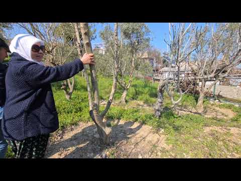 Bu gün bağ evimizdeki asma ÜZÜM bağlarını budadık izmire bahar gelmiş 