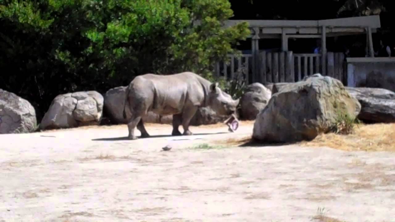 SF Zoo: Boone the Rhino eats 49ers cardboard box, visits Alex Boone ...
