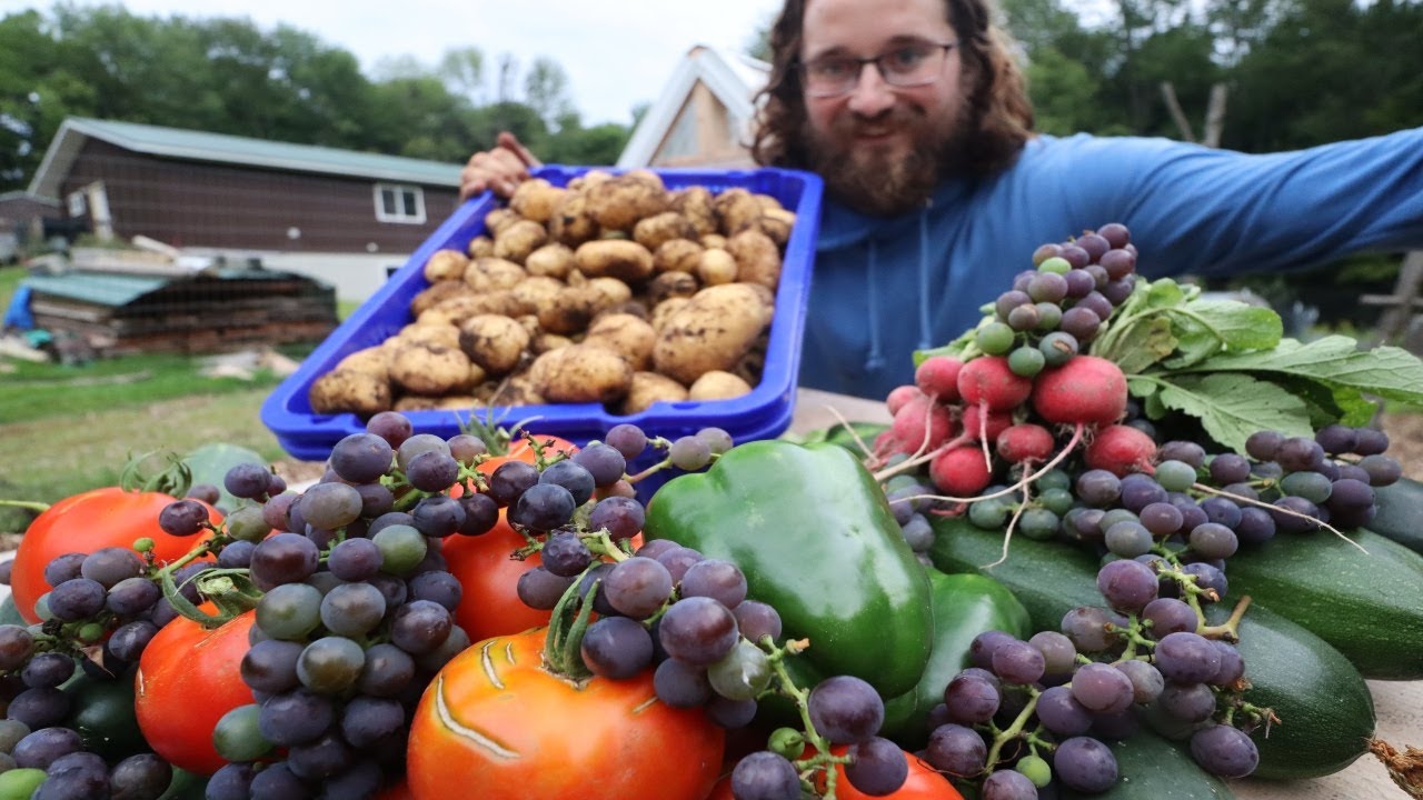 HUGE Organic GARDEN & FOOD FOREST Harvest │ Tomatoes, Grapes, Potatoes ...