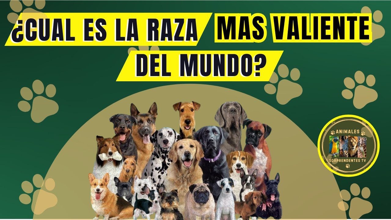¿Cuál Es La Raza Más Valiente Del Mundo? 🐕💪 | Curiosidades Caninas ...