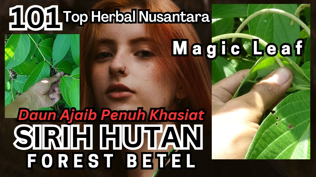 Jangan Tebang Pohon Ajaib Ini Inilah Sirih Hutan Forestbetel