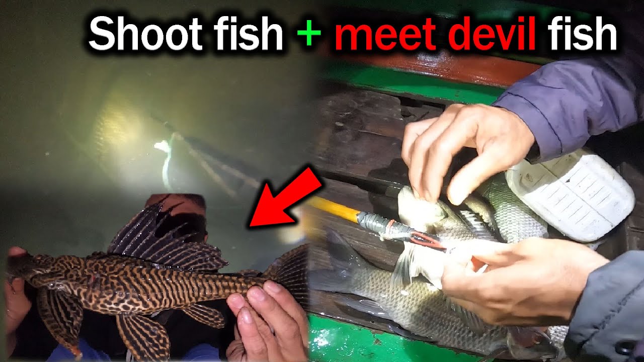 Shooting fish at night and encountering devil fish. - YouTube