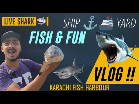 Live Shark | Karachi Fish Harbour | شارک مل گئ آخر | Early Morning ...