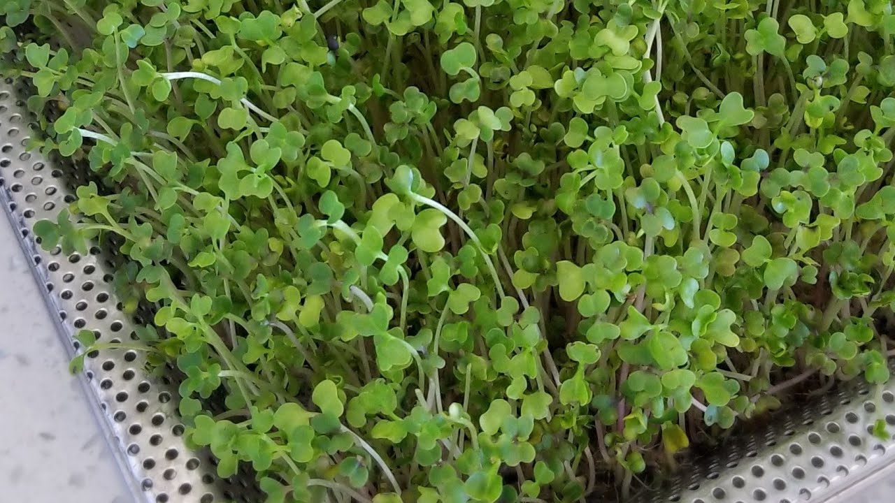 🌱How to Grow Leafy Sprouts aka Microgreens in Trays - YouTube