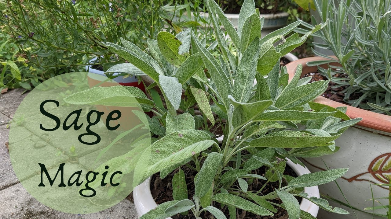 The Magic of Sage - YouTube