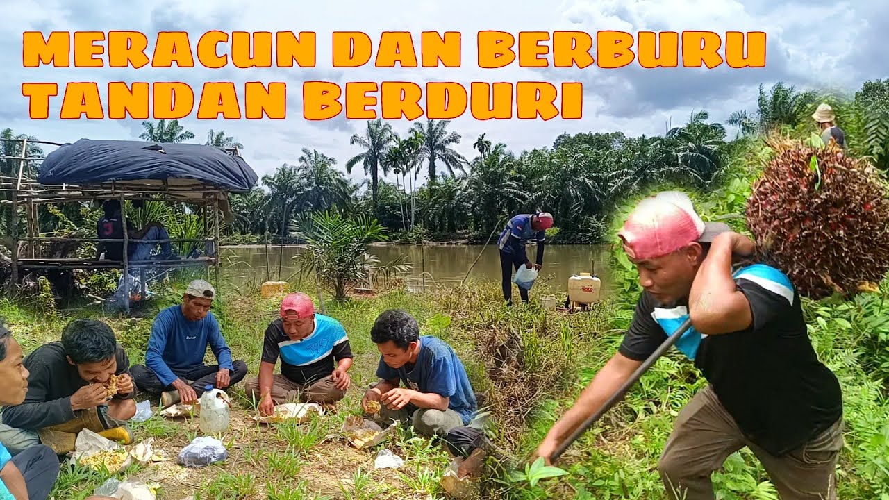 MERACUN DAN BERBURU TANDAN BERDURI UNTUK MENYAMBUNG HIDUP😂🤣🤣🤭 - YouTube