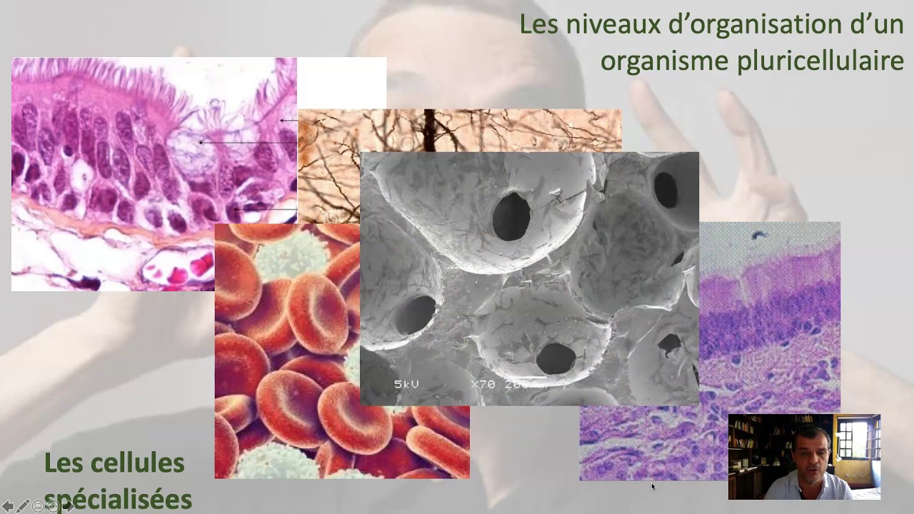 Les niveaux d'organisation des pluricellulaires - YouTube