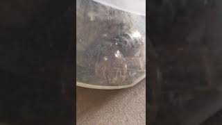 Potato bug eating a grasshopper.
