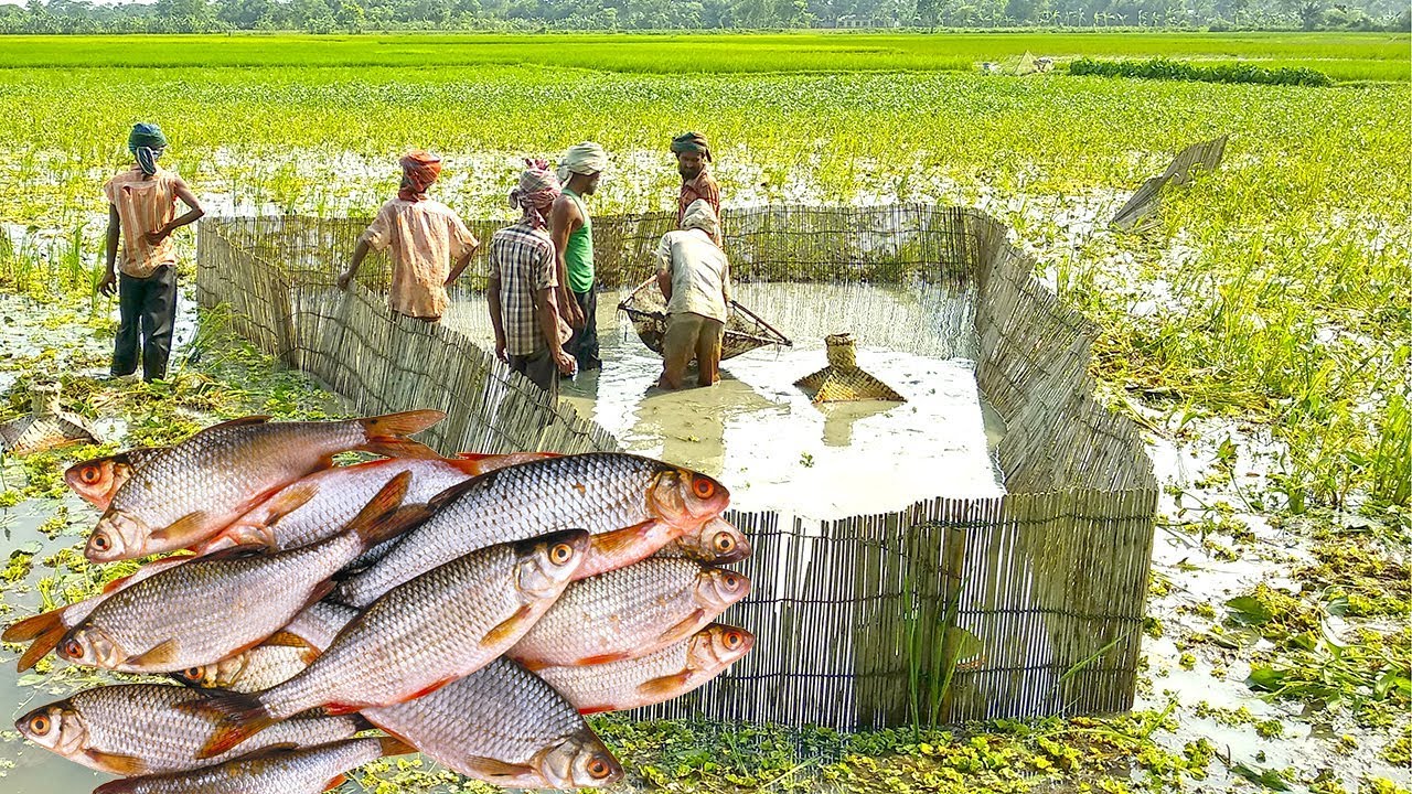 Unseen Bamboo Fishing Trap | Real Traditional Fishing | Asian Fishing ...