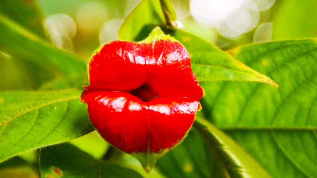 Sexual Life Of Plants The Secret World Of Gardens Youtube