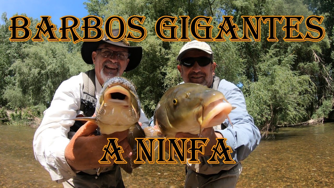 BARBOS GIGANTES A NINFA SI NO VEIS NO LO CREIES LA ULTIMA CAPTURA LA ...