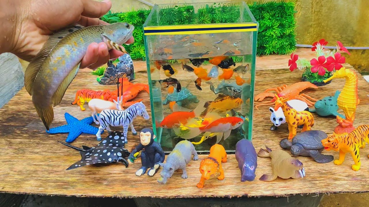 CAMPUR IKAN CHANNA KOI GUPPY MOLLY MAINAN VIDEO IKAN LUCU #cutefish ...