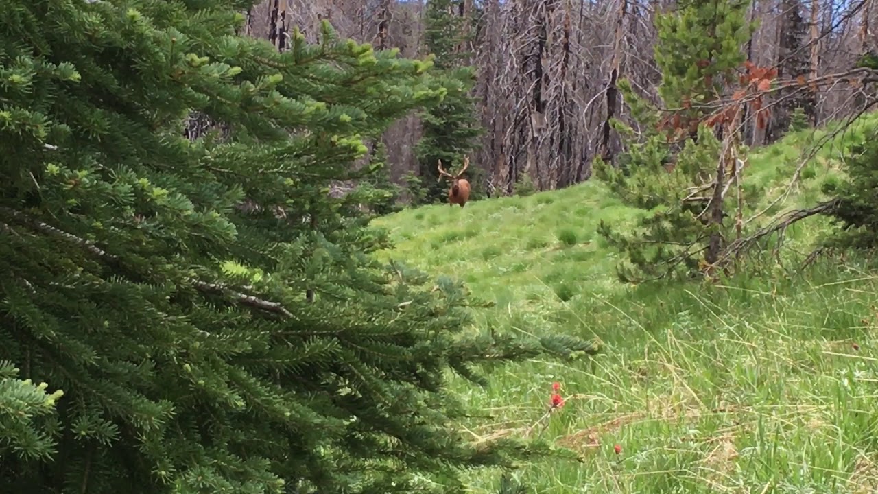 ARCHERY ELK HUNTING (scouting) GIANT HERD BULL IN EASTERN WASHINGTON ...