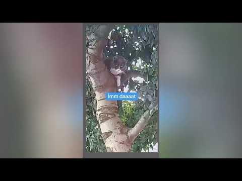 GÖNÜLLERİN EFENDİSİ KİRLİ 🥰😍