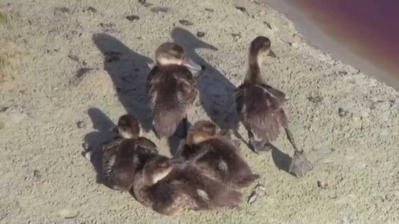 Patillo de Galápagos - YouTube