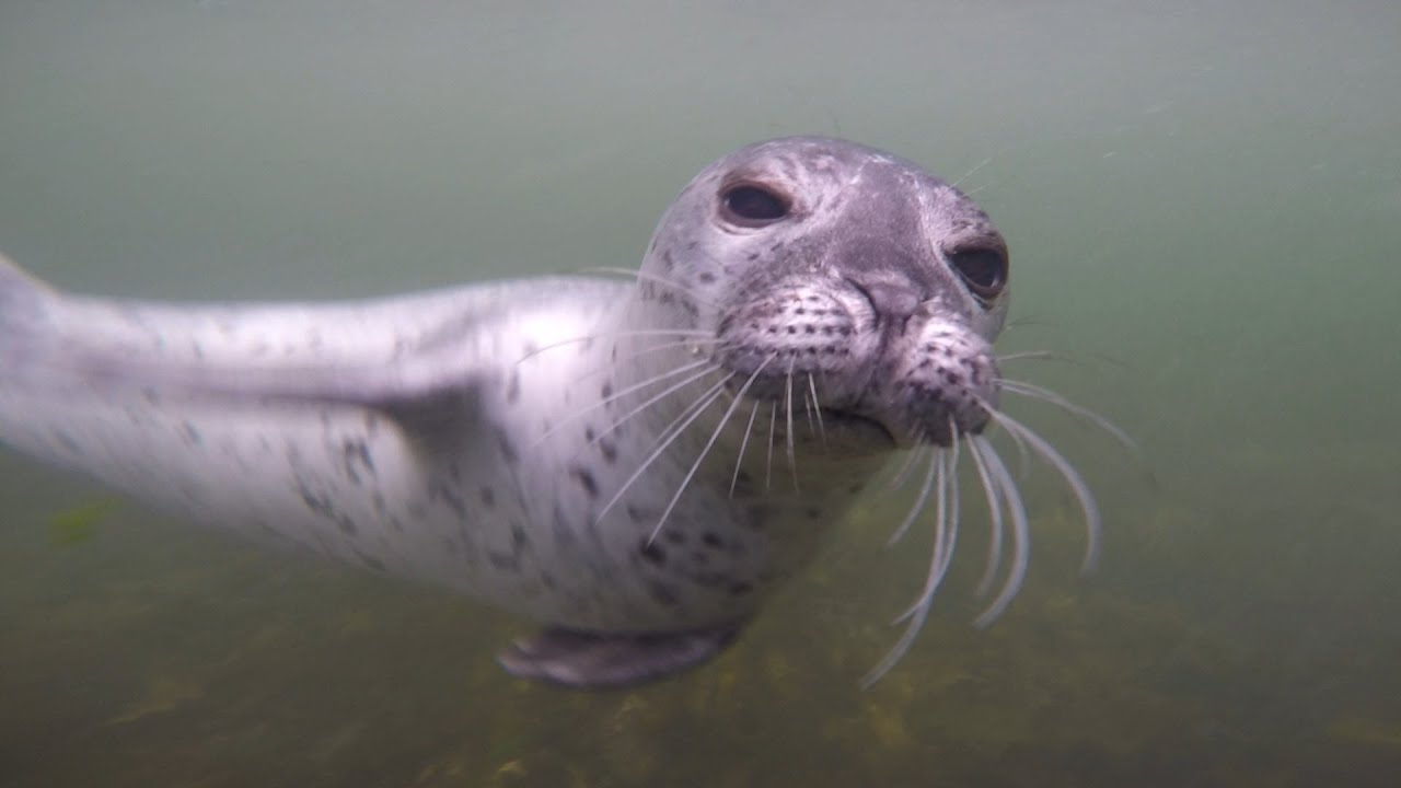 GoPro Summer Edit 2015 | Playing with Seals - YouTube