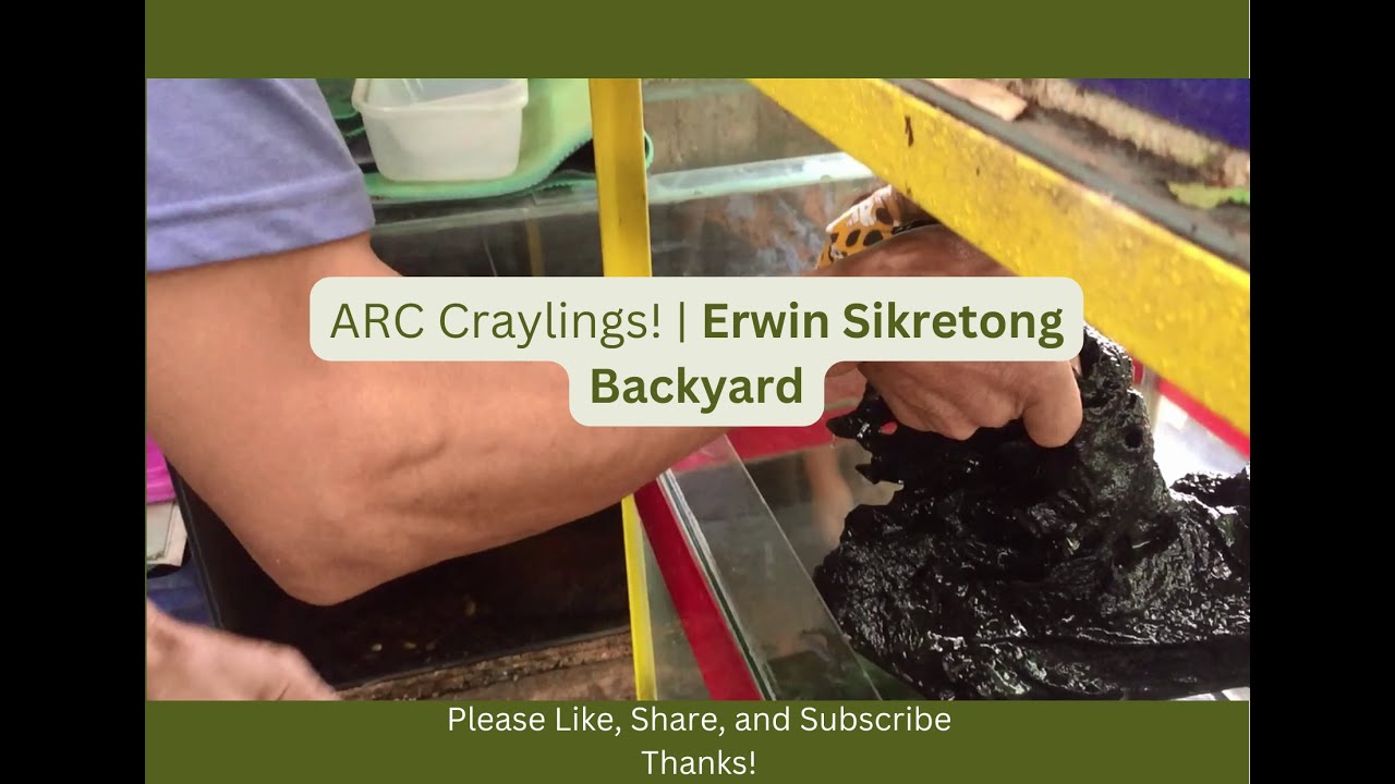 Australian Red Claw (ARC) Craylings | Erwin Sikretong Backyard - YouTube