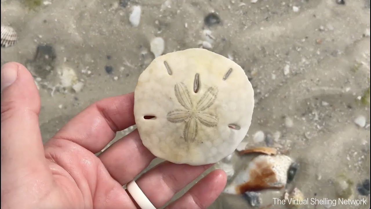 Episode 44: Fill your shell bag! 🐚 (Tutorial for collecting fragile ...