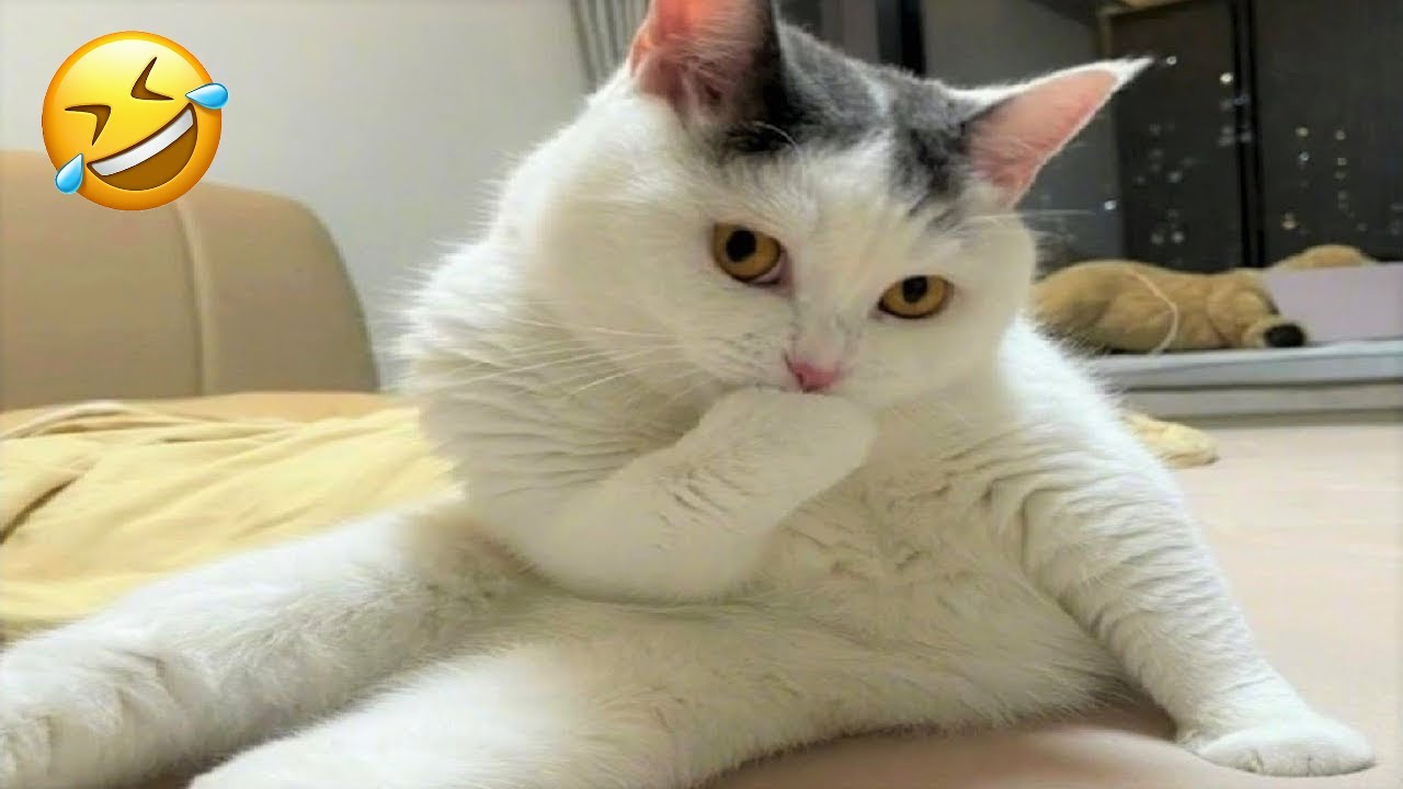 VIDEOS DE RISA ! Gatos y Perros / Animales graciosos [SI TE RIES ...